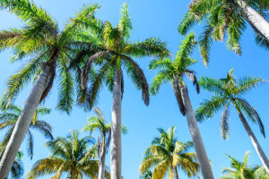 10x de leukste bezienswaardigheden Paramaribo - Wat te doen & tips!